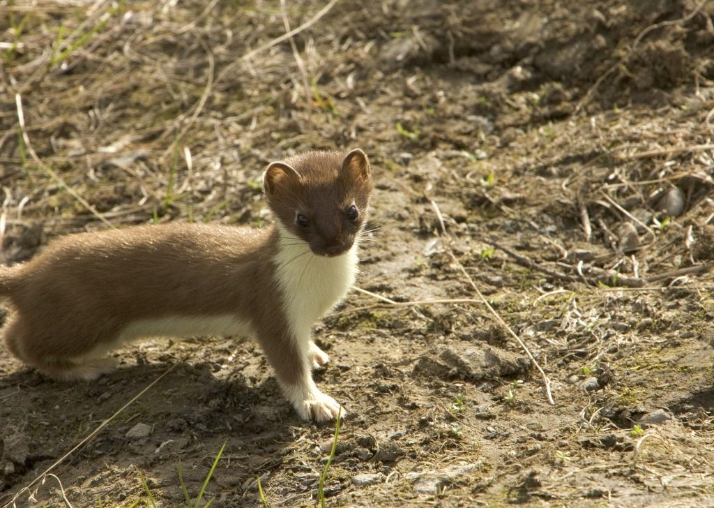 For Being Called the Least Weasel, it is so Extra