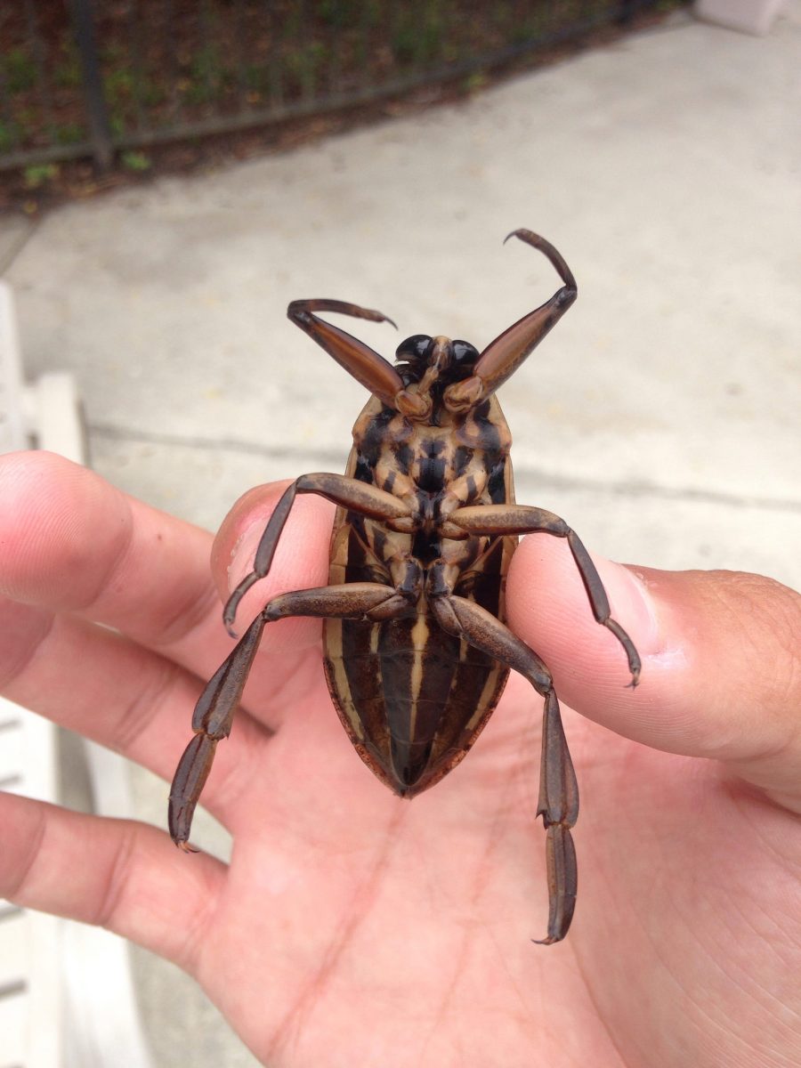 The Electric-Light-Loving, Scuba-Diving, Toe-Biting, Giant Water Bug