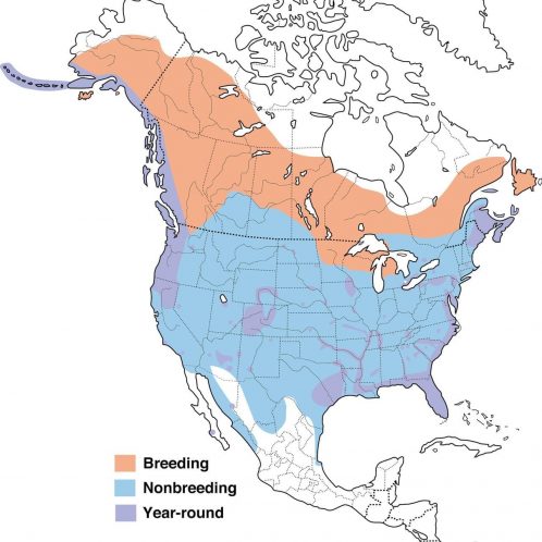 Golden Eagle or Immature Bald Eagle? Here's How to Tell