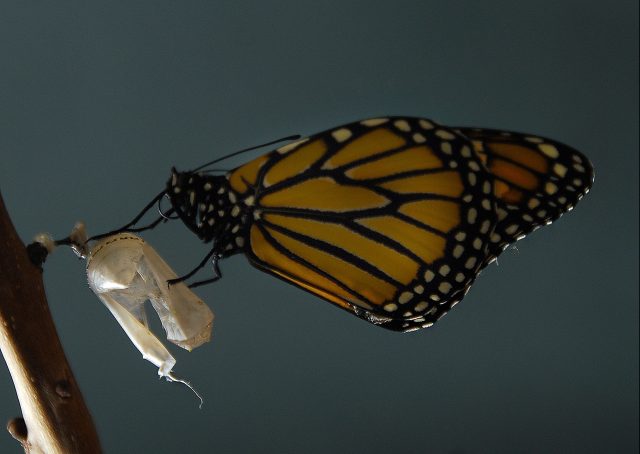 The Wild Life Season 1 Finale: The Metamorphosis Metaphor