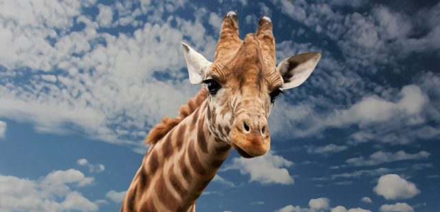 More than a Long Neck: 16 Things You Probably Didn't Know About Giraffes