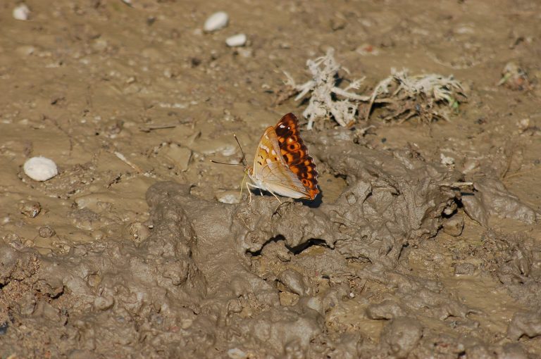 Mud-Puddling: The Dirty Truth About Butterflies