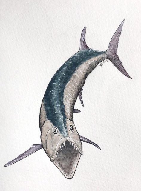 #SundayFishSketch Xiphactinus