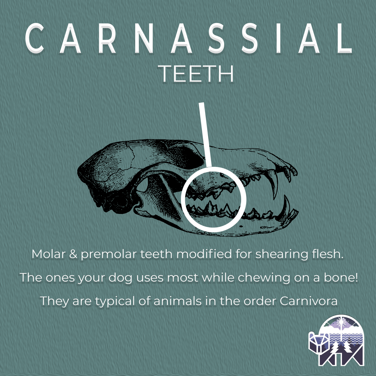 Carnivore Ecology with Dr Mariela Gantchoff