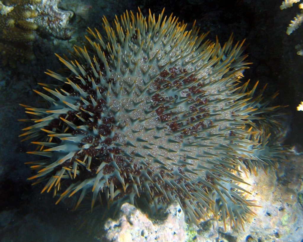 The Crown-of-Thorns Starfish & a Genetic Trojan Horse