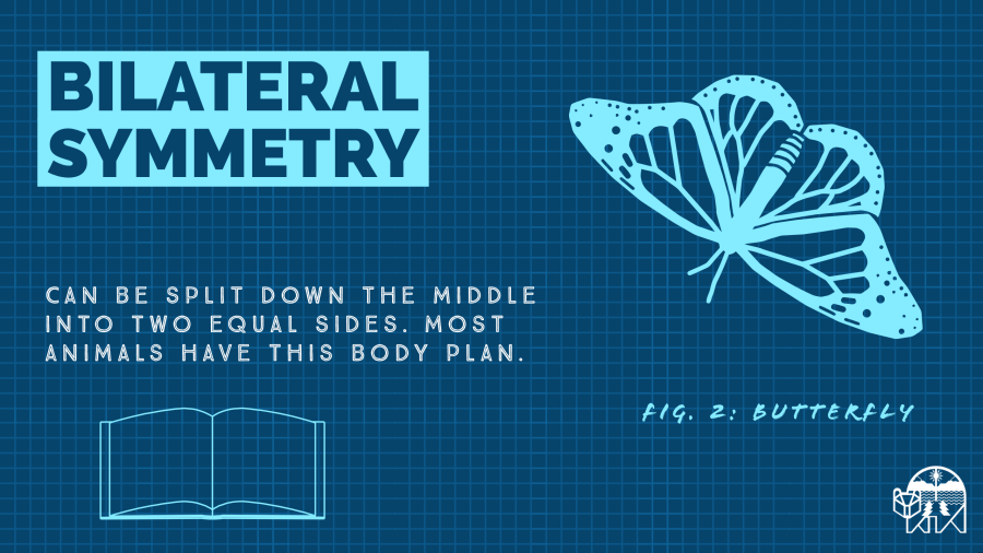 How to Build an Animal | Part One