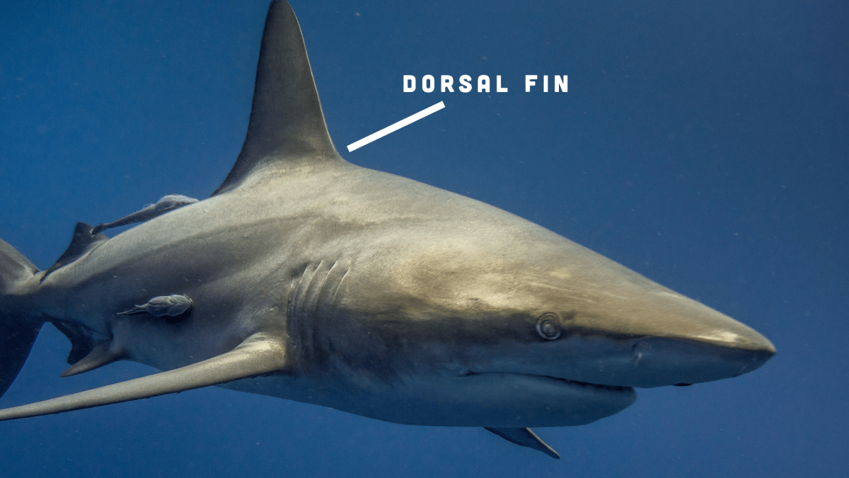 How to Build an Animal | Part One