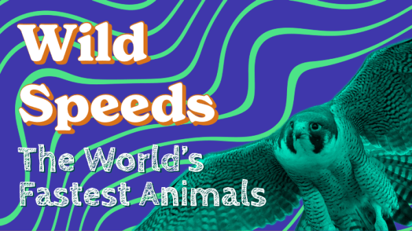 Wild Speeds | Earth’s Top 20 Fastest Animals