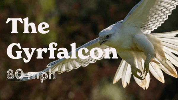 Wild Speeds | Earth's Top 20 Fastest Animals