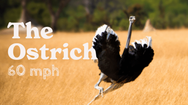 Wild Speeds | Earth's Top 20 Fastest Animals