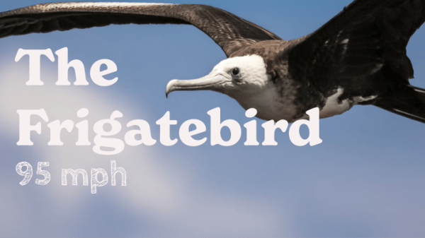 Wild Speeds | Earth's Top 20 Fastest Animals