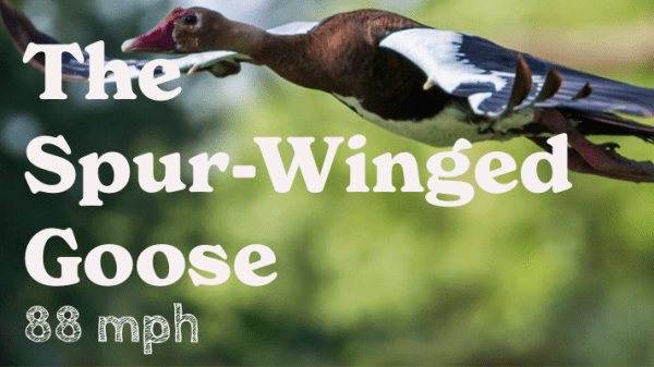 Wild Speeds | Earth's Top 20 Fastest Animals