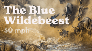 Wild Speeds | Earth's Top 20 Fastest Animals The Wild Life