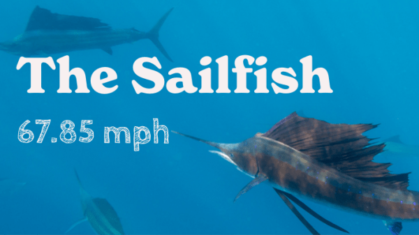 Wild Speeds | Earth's Top 20 Fastest Animals