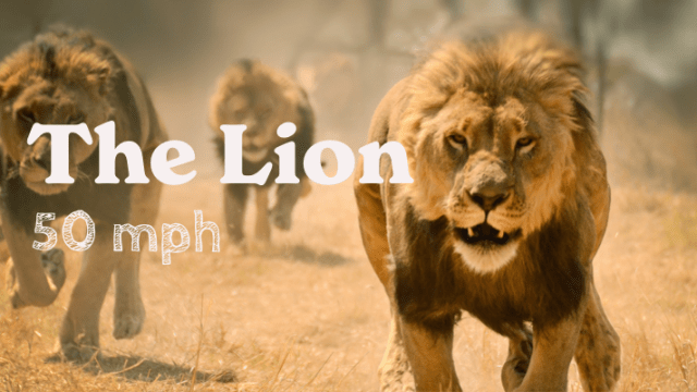 Wild Speeds | Earth's Top 20 Fastest Animals