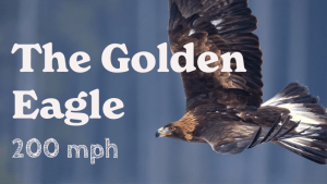 Wild Speeds | Earth's Top 20 Fastest Animals The Wild Life