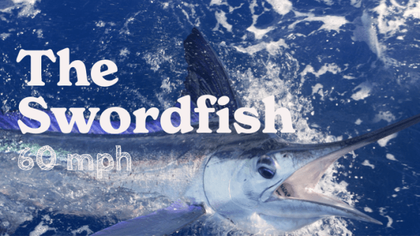 Wild Speeds | Earth's Top 20 Fastest Animals