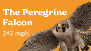 Wild Speeds | Earth's Top 20 Fastest Animals The Wild Life