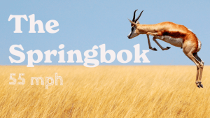 Wild Speeds | Earth's Top 20 Fastest Animals The Wild Life