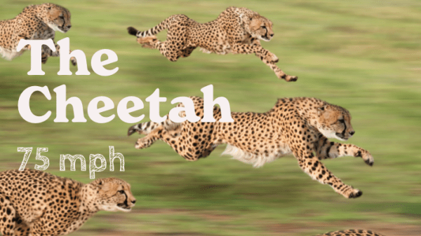 Wild Speeds | Earth's Top 20 Fastest Animals