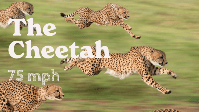 Wild Speeds | Earth’s Top 20 Fastest Animals