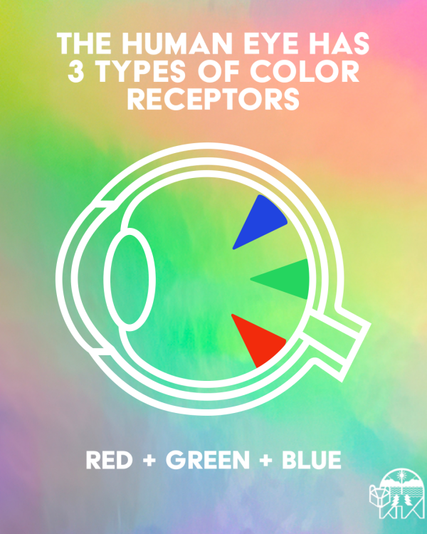 Polar Bears & the Illusion of Color