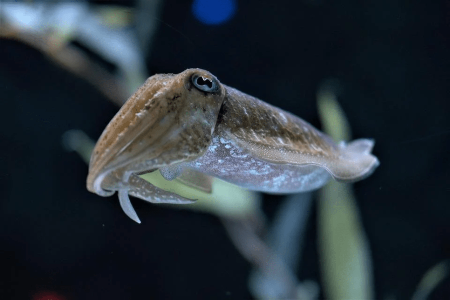 Wide-Eyed | Why Goats & Cuttlefish Have Weird Shaped Pupils - The Wild Life