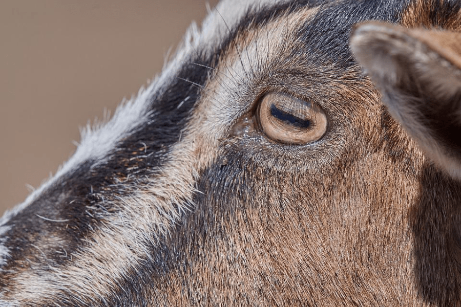 Wide-Eyed | Why Goats & Cuttlefish Have Weird Shaped Pupils