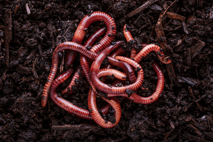 Wigglin' In The Rain: Why Do Worms Come Out When It Rains?