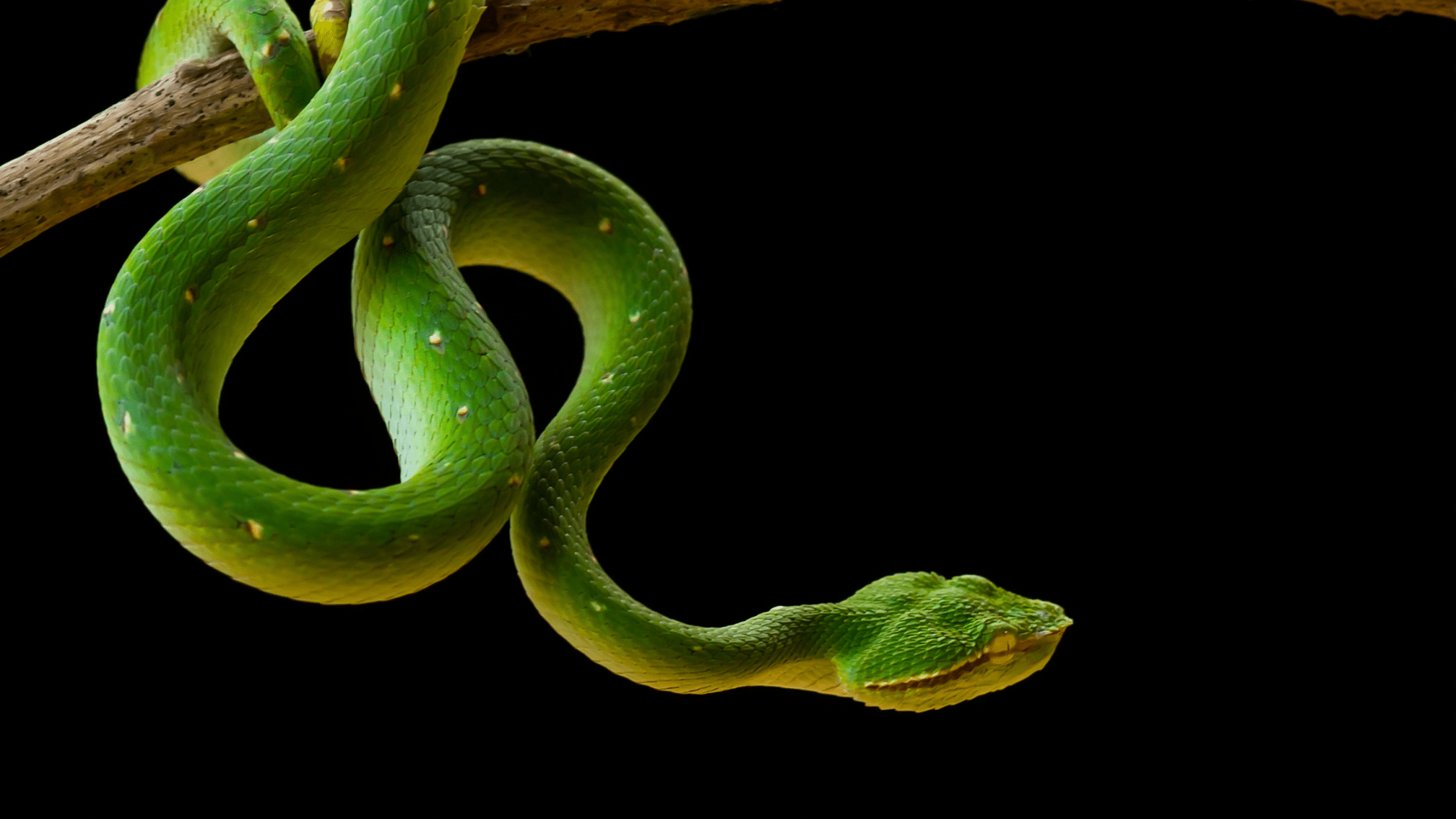 Snake Kinetics: How Snakes Move