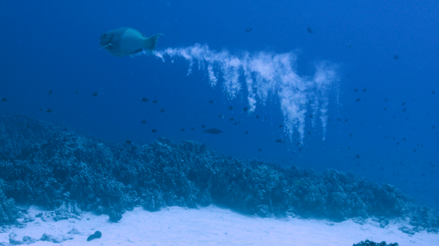The Secret Ingredient to the Perfect Beach Sand? Parrotfish Poop